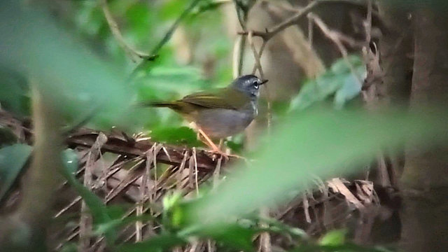 Foto pula-pula-assobiador (Myiothlypis leucoblephara) Por Gabriel N ...