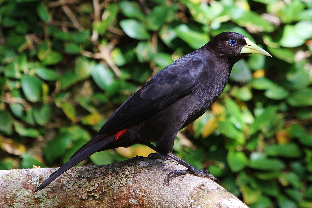 Foto guaxe (Cacicus haemorrhous) Por Alexandre Gualhanone | Wiki Aves ...