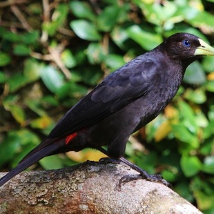 guaxe (Cacicus haemorrhous) | WikiAves - A Enciclopédia das Aves do Brasil
