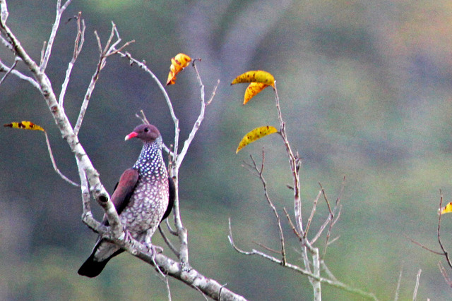 Foto pomba-trocal (Patagioenas speciosa) Por Geremias Pignaton | Wiki ...