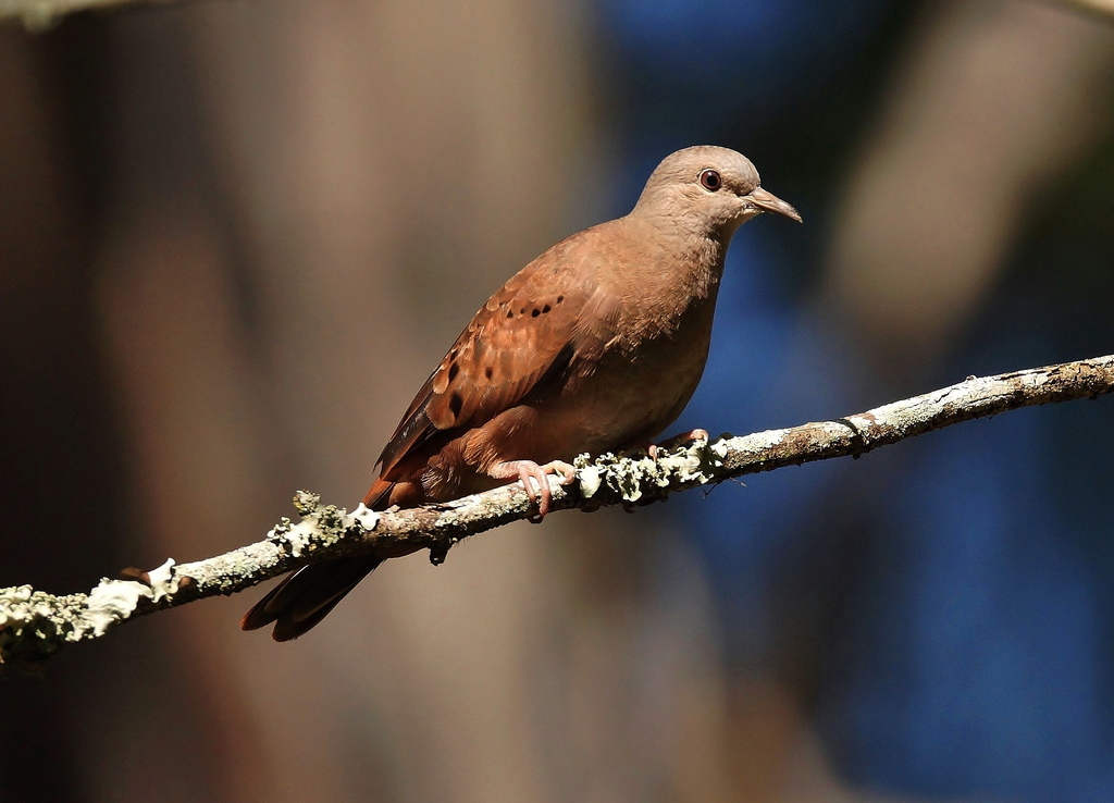 Foto rolinha-roxa (Columbina talpacoti) Por Lucia Calvet | Wiki Aves ...