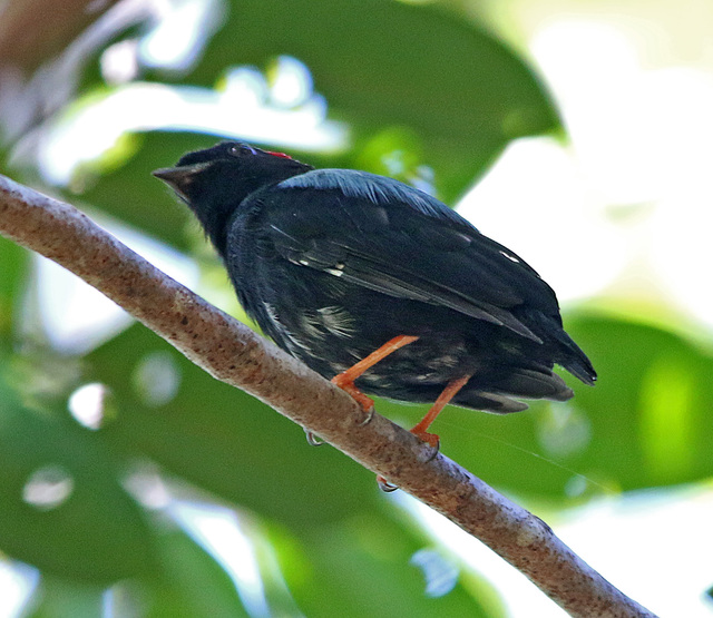 Foto tangará-príncipe (Chiroxiphia pareola) Por Davi Abreu | Wiki Aves ...