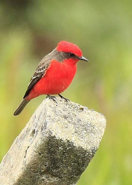 Foto príncipe (Pyrocephalus rubinus) Por Bruno Neri - Guia | Wiki Aves ...
