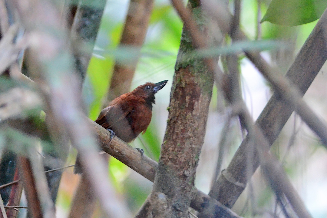Foto choca-de-garganta-preta (Clytoctantes atrogularis) Por Bruno Rennó ...