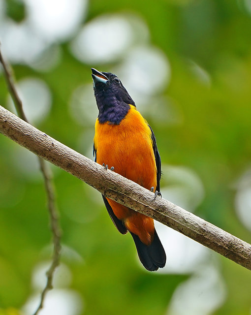Foto gaturamo-do-norte (Euphonia rufiventris) Por Christopher Borges ...