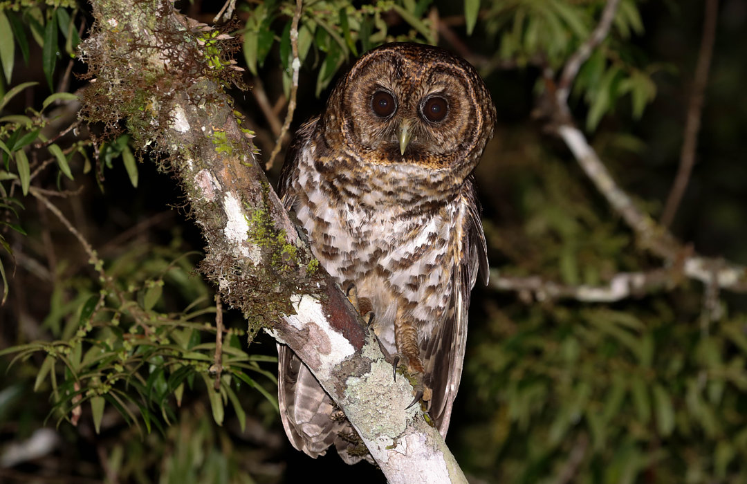 Foto coruja-listrada (Strix hylophila) Por Marcos Faria | Wiki Aves - A ...