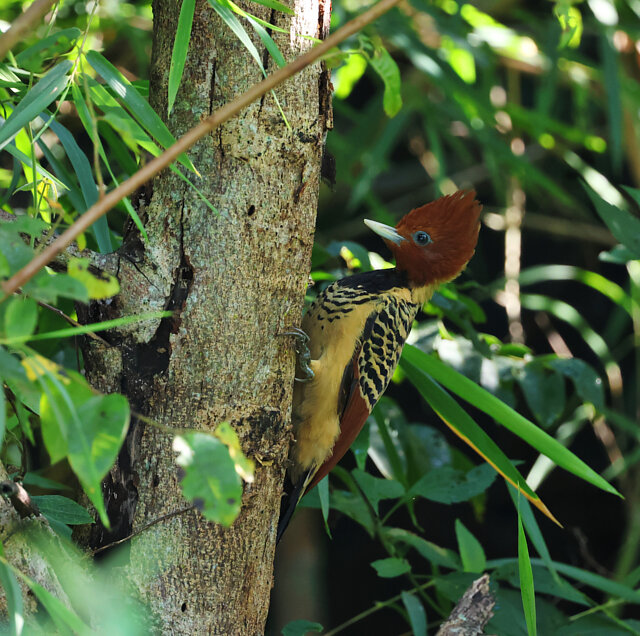 Foto pica-pau-da-taboca (Celeus obrieni) Por Hélio Paranaíba | Wiki ...