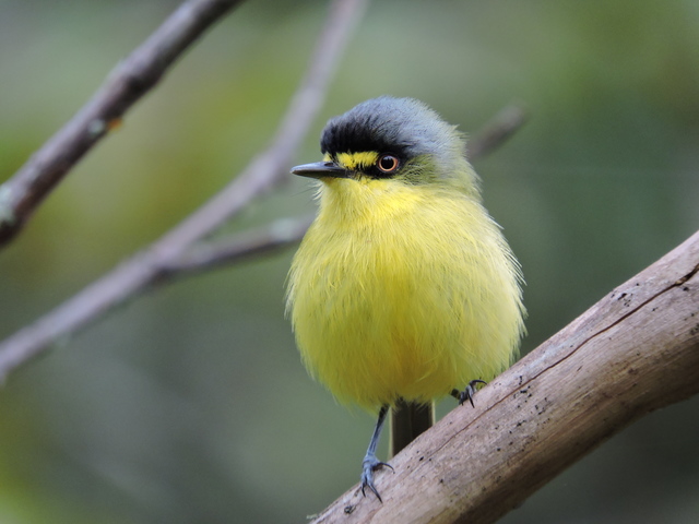 Foto teque-teque (Todirostrum poliocephalum) Por Arjuna Sundara | Wiki ...
