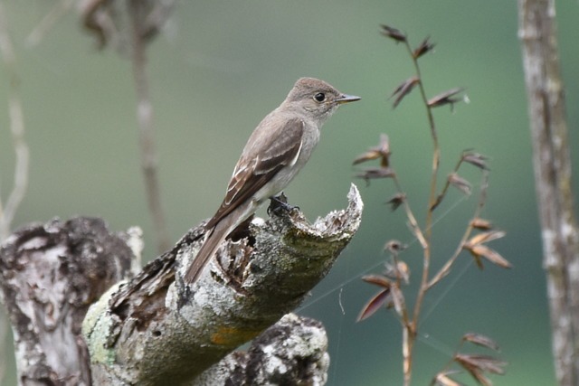 Foto piuí-verdadeiro-do-leste (Contopus virens) Por carlos Roberto Duco | Wiki Aves - A ...