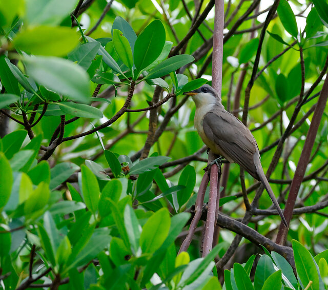 Foto papa-lagarta-do-mangue (Coccyzus minor) Por Cristina Rappa | Wiki ...