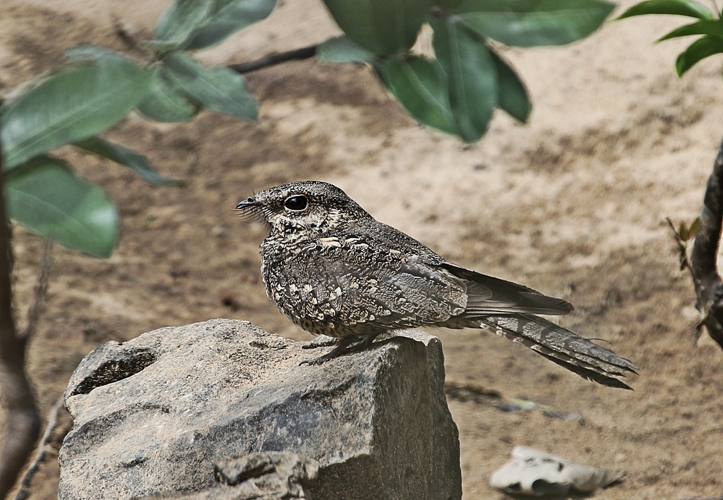 Foto acurana (Hydropsalis climacocerca) Por Lindolfo Souto | Wiki Aves ...