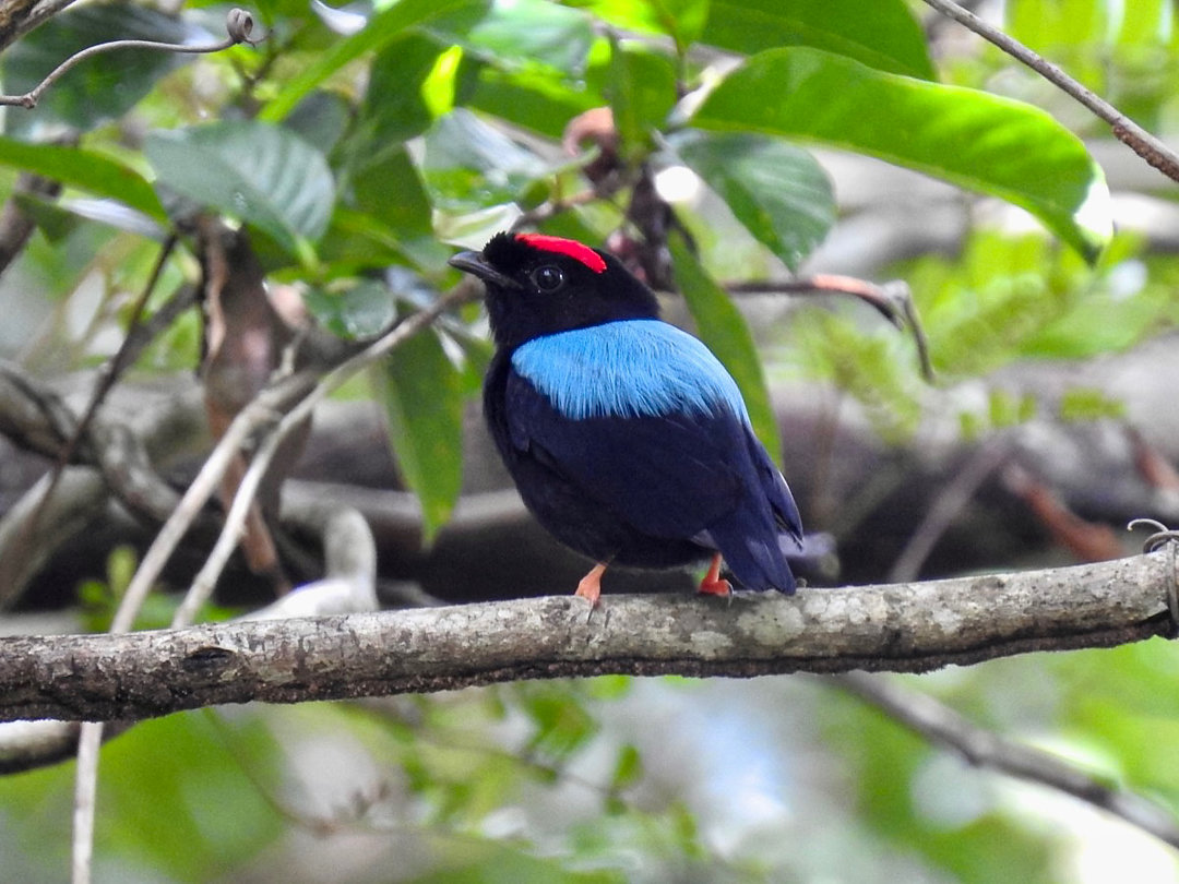 Foto tangará-príncipe (Chiroxiphia pareola) Por Jonas Filho | Wiki Aves ...