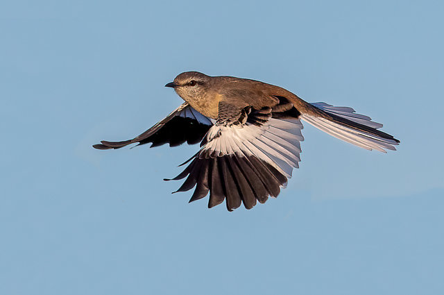Foto calhandra-de-três-rabos (Mimus triurus) Por Fernando Farias | Wiki ...