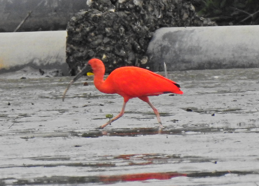 Foto guará (Eudocimus ruber) Por Joseane Derengoski | Wiki Aves - A ...
