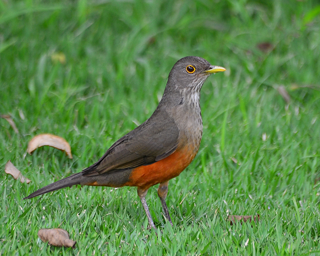 Foto sabiá-laranjeira (Turdus rufiventris) Por Thiago Delbone | Wiki ...