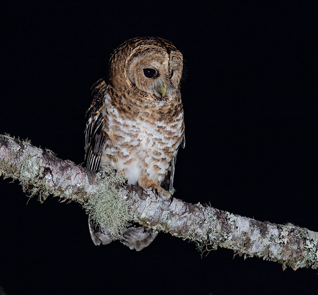 Foto coruja-listrada (Strix hylophila) Por Júlio Silveira | Wiki Aves ...