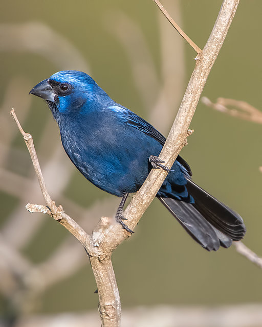 Foto azulão (Cyanoloxia brissonii) Por Eliana Boas | Wiki Aves - A ...