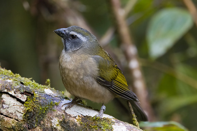 Foto trinca-ferro (Saltator similis) Por Victor B | Wiki Aves - A ...