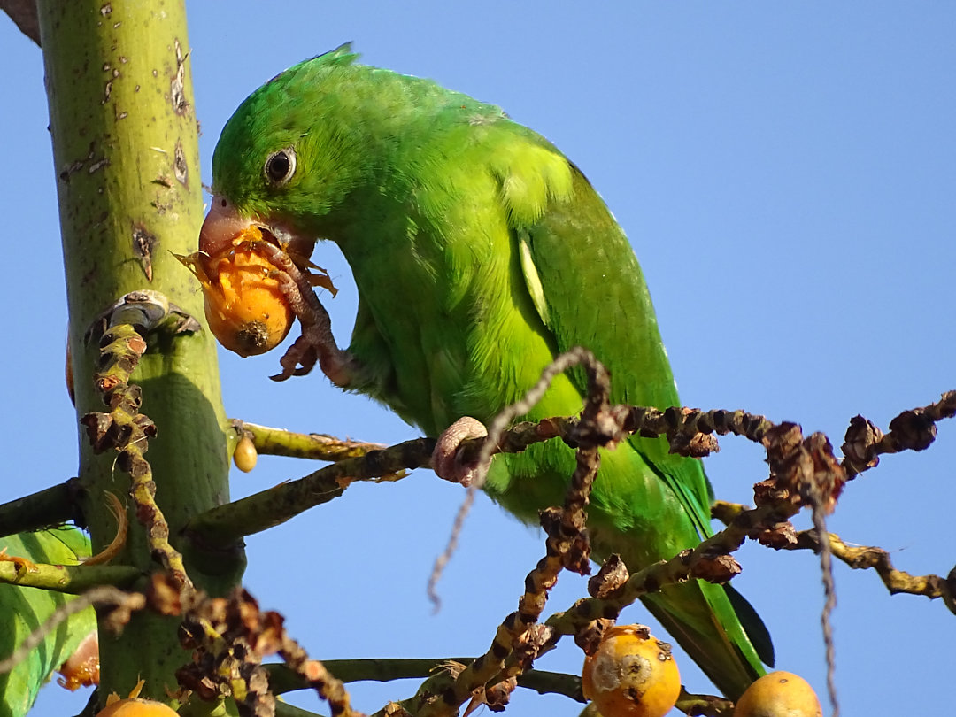 Foto periquito-rico (Brotogeris tirica) Por Milton Ferreira | Wiki Aves ...