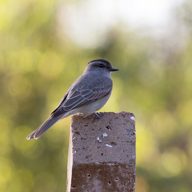 Foto peitica-de-chapéu-preto (Griseotyrannus aurantioatrocristatus) Por ...