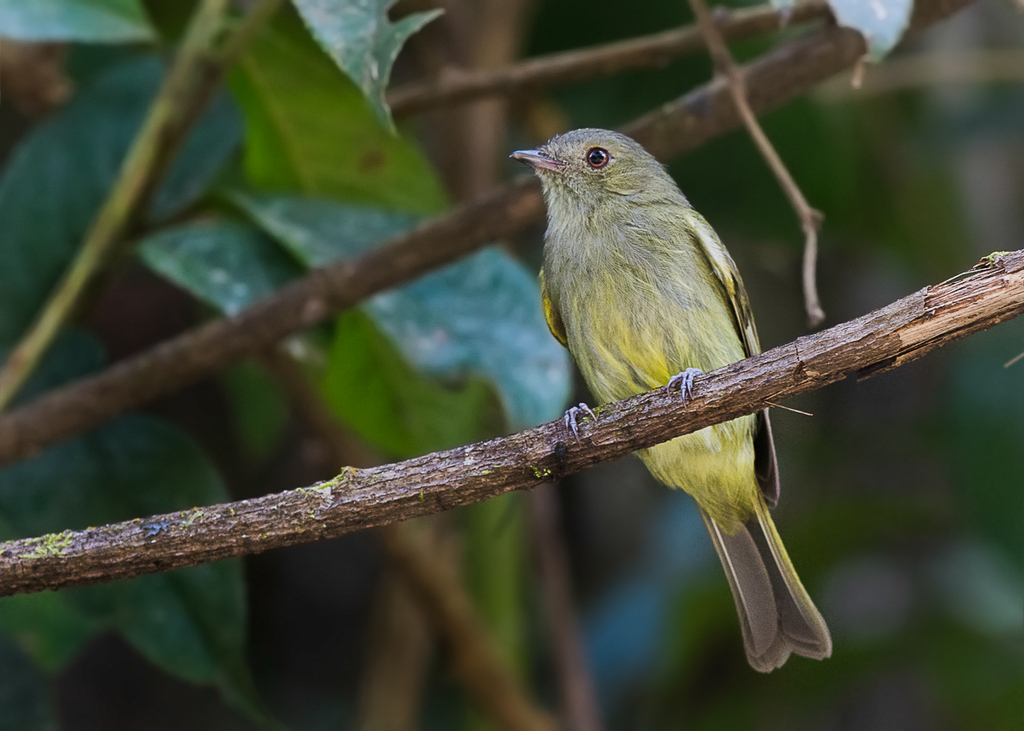 Foto fruxu (Neopelma chrysolophum) Por Adrian Rupp | Wiki Aves - A ...