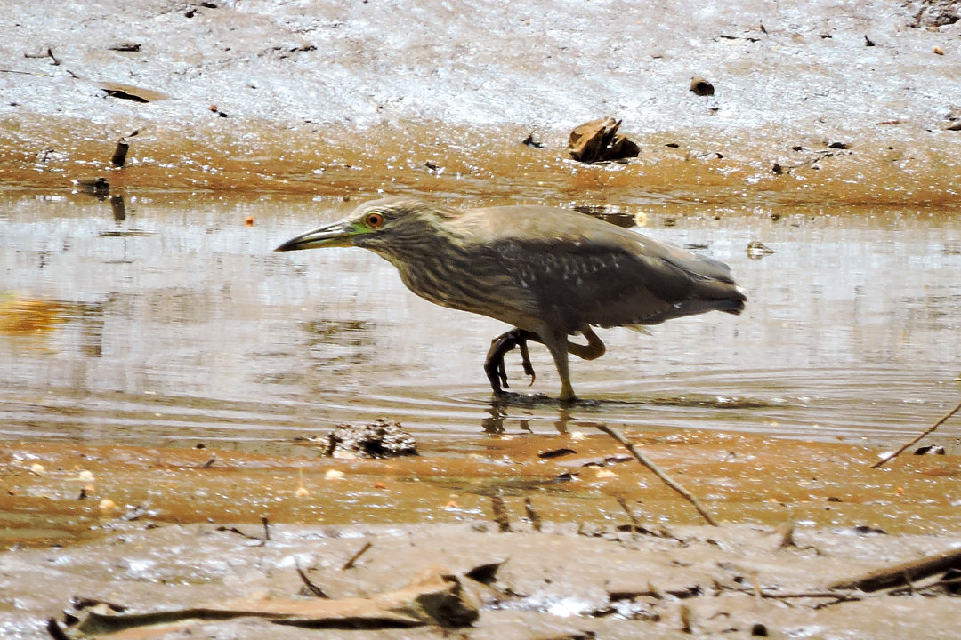 Foto socó-dorminhoco (Nycticorax nycticorax) Por Willian dos Reis ...