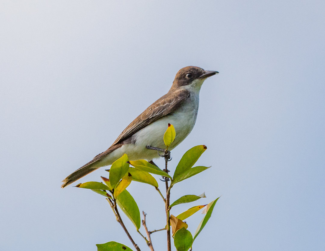 Foto suiriri-valente (Tyrannus tyrannus) Por Marcelo Rangel | Wiki Aves ...