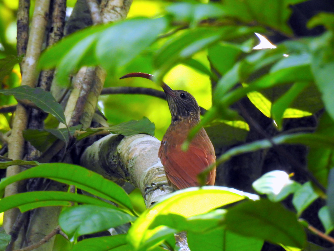 Foto arapaçu-de-bico-curvo-de-rondônia (Campylorhamphus probatus) Por ...
