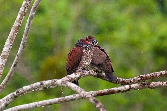 Foto pomba-trocal (Patagioenas speciosa) Por Danielson Aleixo | Wiki ...