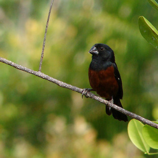 curió (Sporophila angolensis) | WikiAves - A Enciclopédia das Aves do ...