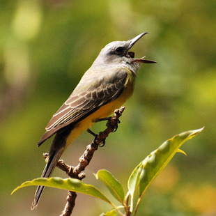 suiriri (Tyrannus melancholicus) | WikiAves - A Enciclopédia das Aves ...