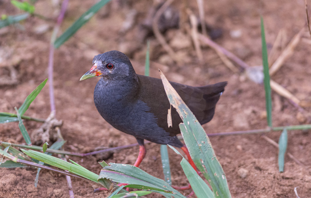 Foto turu-turu (Neocrex erythrops) Por Anderson Sandro | Wiki Aves - A ...