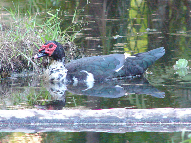 Foto pato-do-mato (Cairina moschata) Por Maxmiliano Siqueira | Wiki ...