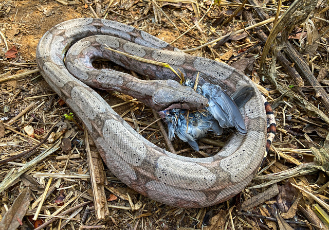 Foto papa-capim-de-costas-cinza (Sporophila ardesiaca) Por Lawrence ...