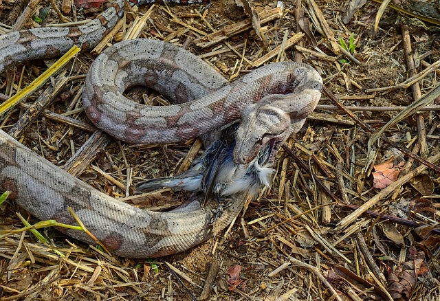 Foto papa-capim-de-costas-cinza (Sporophila ardesiaca) Por Lawrence ...