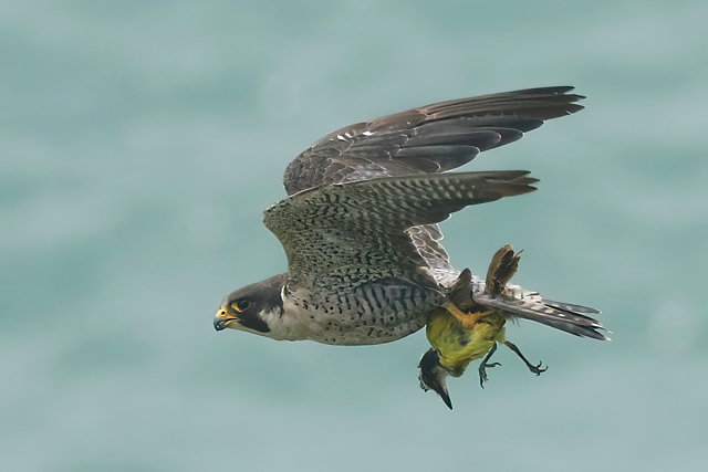 Foto falcão-peregrino (Falco peregrinus) Por Leonardo Casadei | Wiki ...
