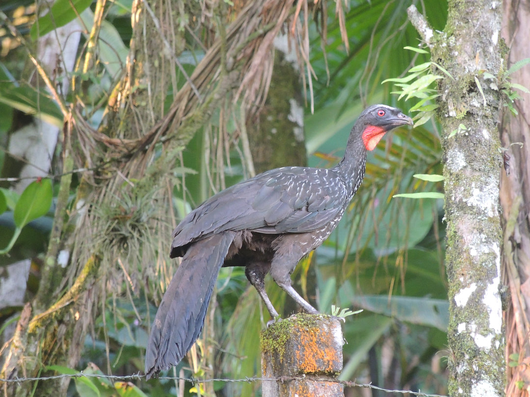 Foto jacuguaçu (Penelope obscura) Por Renan Marqves | Wiki Aves - A ...