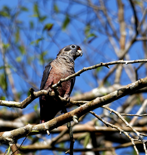 Foto maitaca-roxa (Pionus fuscus) Por Eliane Zaltman | Wiki Aves - A ...