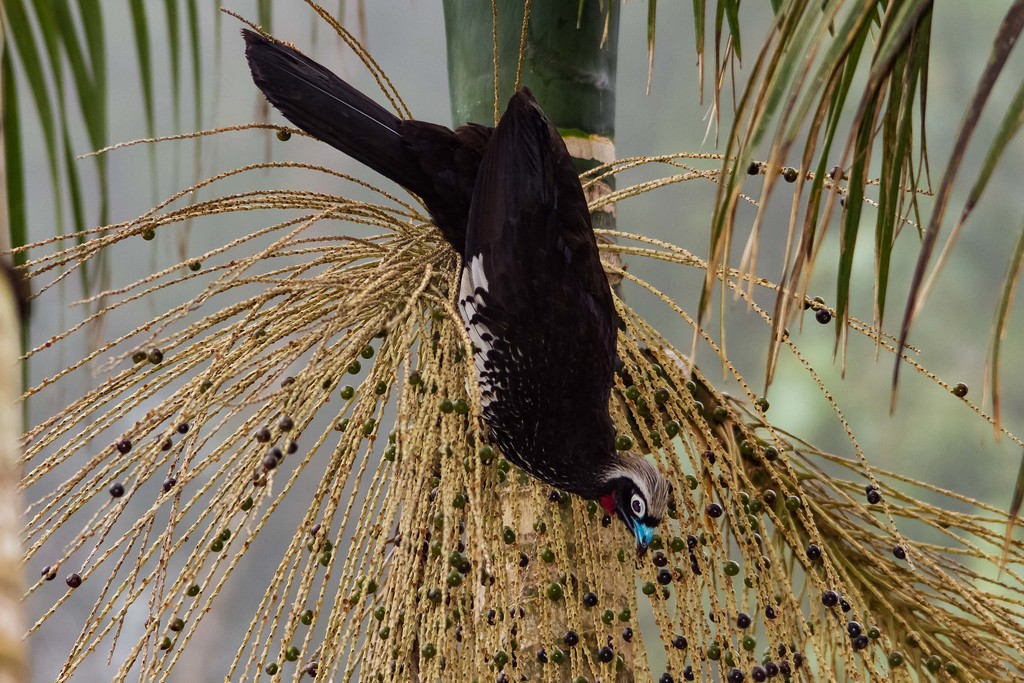 Foto jacutinga (Aburria jacutinga) Por Laerte Cardim | Wiki Aves - A ...