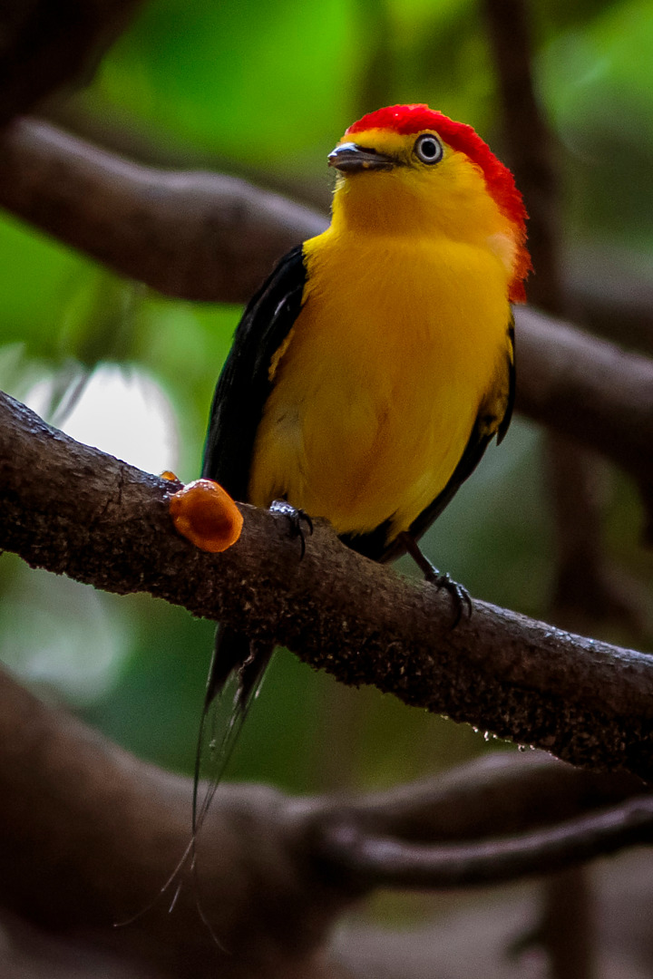 Foto rabo-de-arame (Pipra filicauda) Por Jorge D. Pavani (jpavani Guia ...