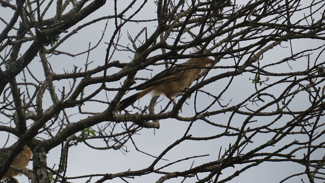 Foto anu-branco (Guira guira) Por Jorge Tibilletti de Lara | Wiki Aves ...