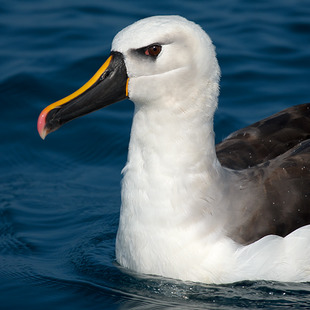 Diomedeidae | WikiAves - A Enciclopédia das Aves do Brasil