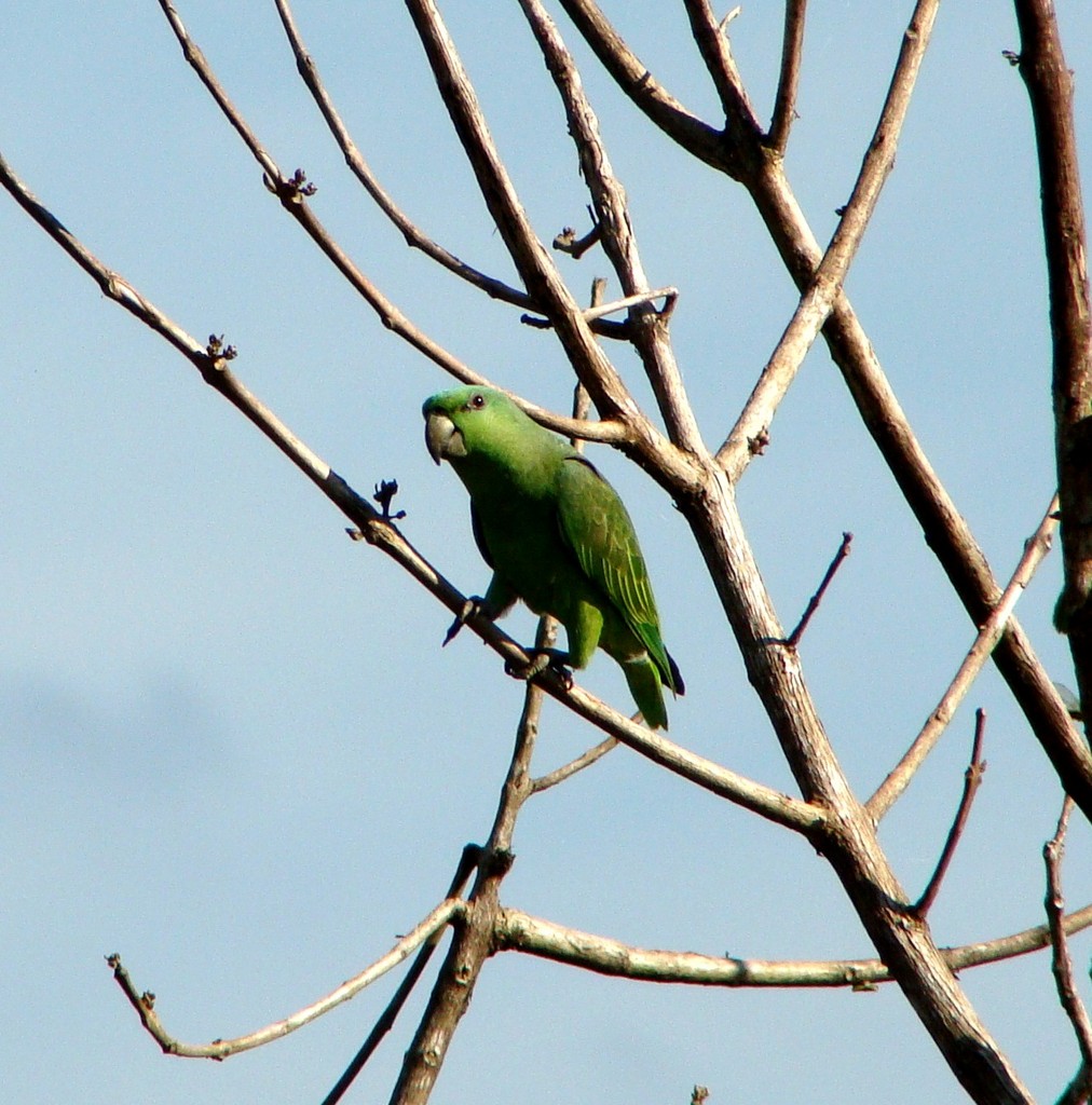 Foto curica-verde (Graydidascalus brachyurus) Por Roberto Braga | Wiki ...