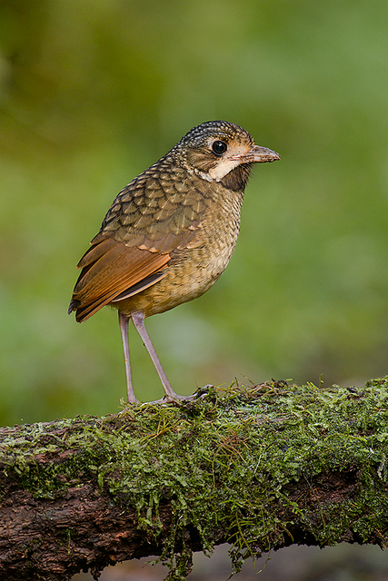 tovacuçu (Grallaria varia) | WikiAves - A Enciclopédia das Aves do Brasil