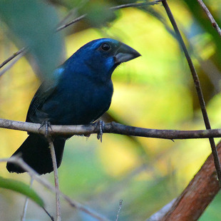 azulão-da-amazônia (Cyanoloxia rothschildii) | WikiAves - A ...