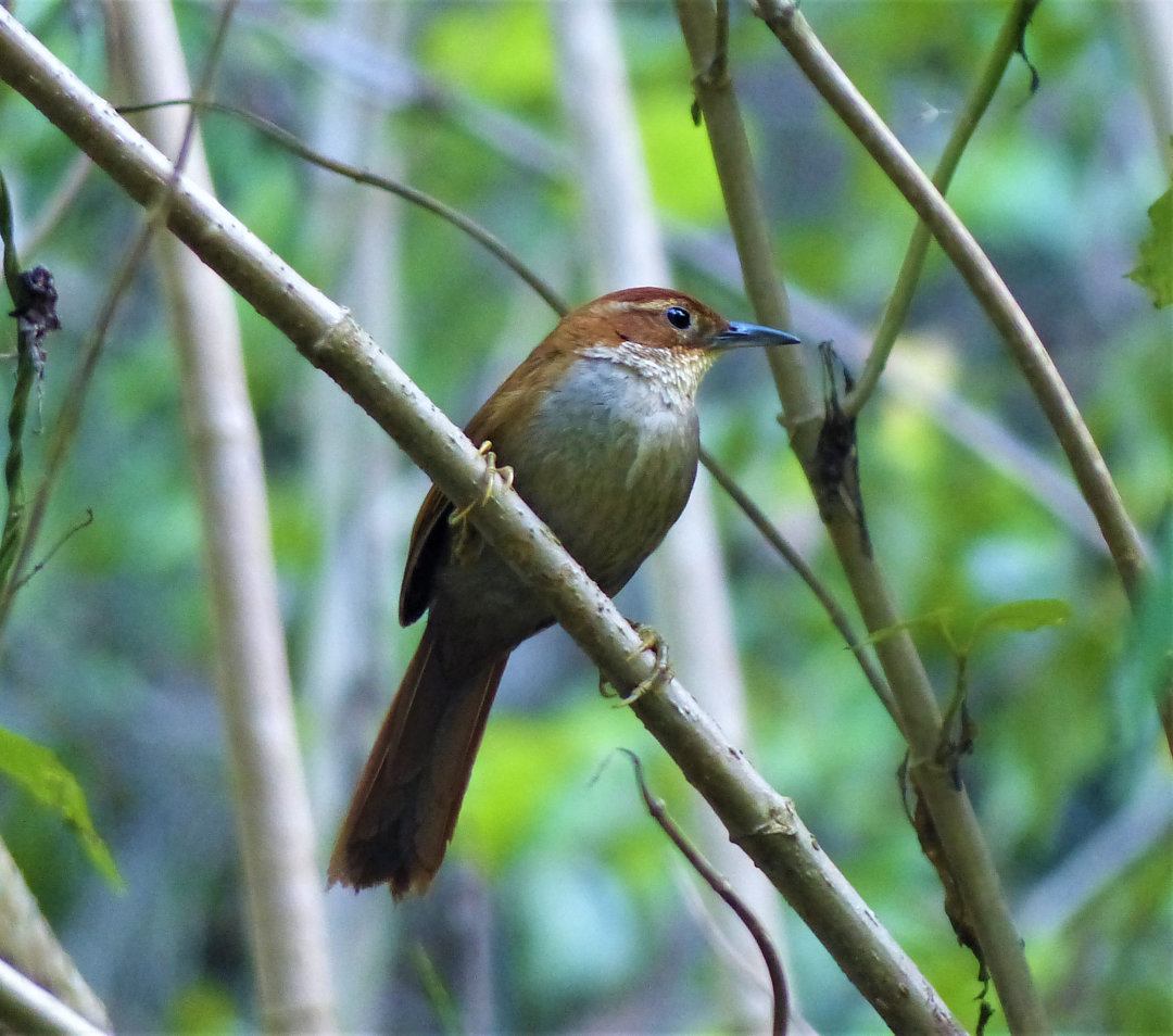 Foto cisqueiro (Clibanornis dendrocolaptoides) Por Luiz Fabiano Baniski ...