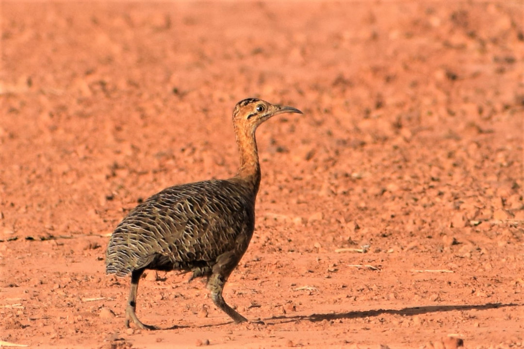 Foto perdiz (Rhynchotus rufescens) Por Sandro Caravina | Wiki Aves - A ...