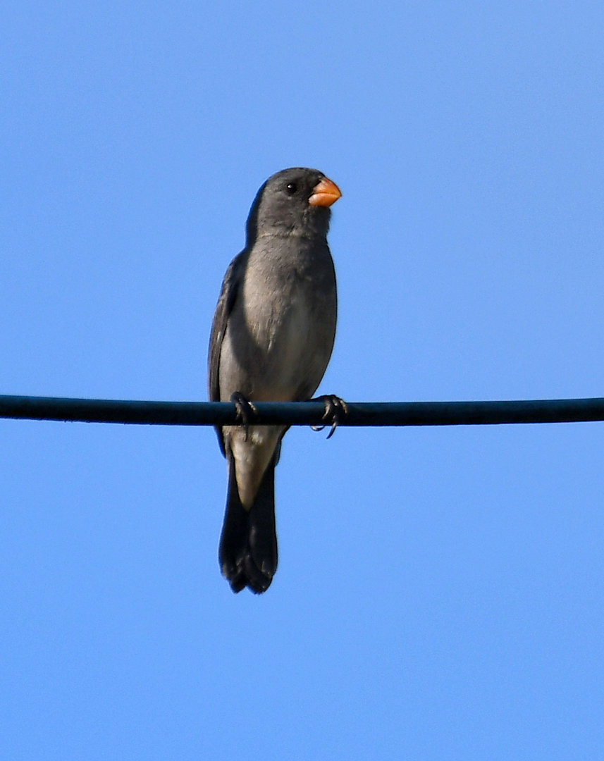 Foto papa-capim-cinza (Sporophila intermedia) Por Eliane Zaltman | Wiki ...