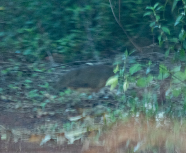 Foto inhambu-serra (Tinamus major) Por Luis Morais-Hiléia Expeditions ...