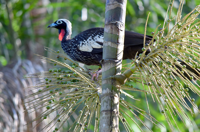 Foto jacutinga (Aburria jacutinga) Por Sonia Furtado | Wiki Aves - A ...